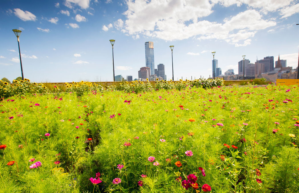 $1.2 million Urban Forest Fund to green Melbourne - Australian Design ...