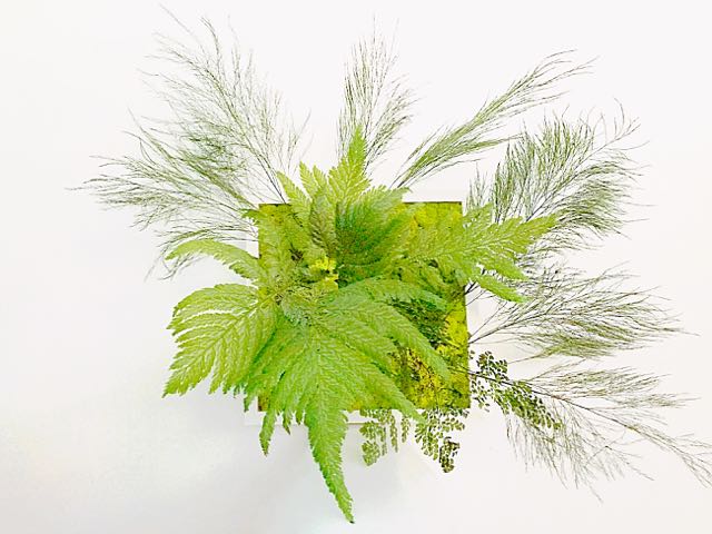 Preserved plants: flora that lasts (almost) forever - Australian Design ...