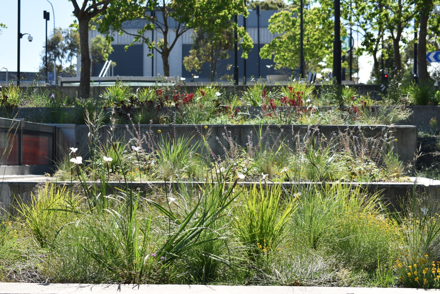 Hassell completes successful Sydney Metro planting trials - Australian ...